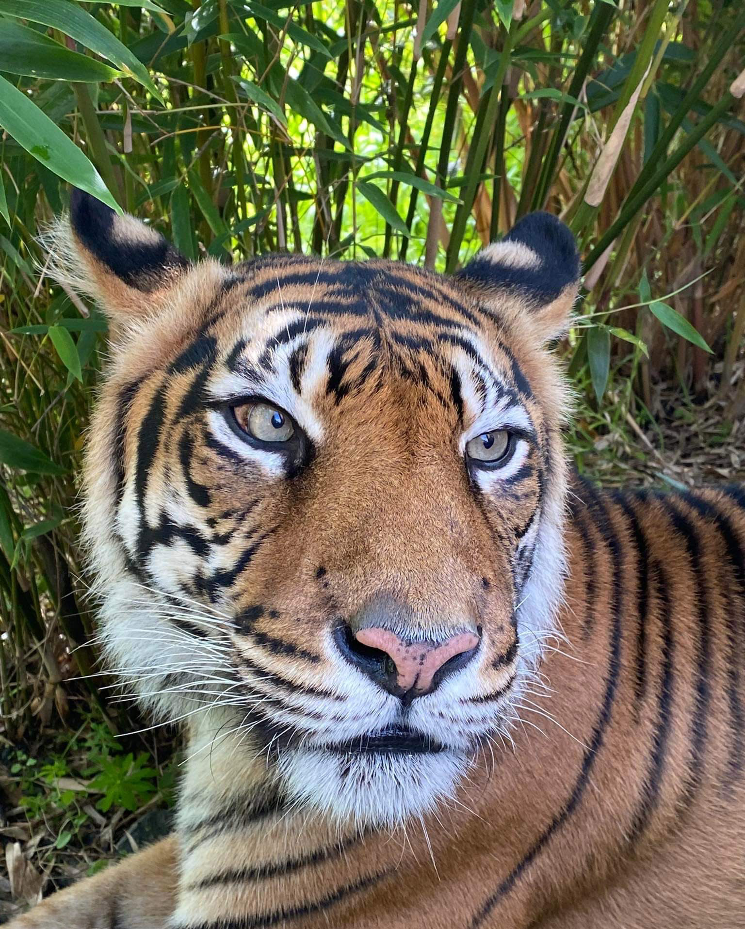 Sali the Sumatran Tiger - Jetpets NZ