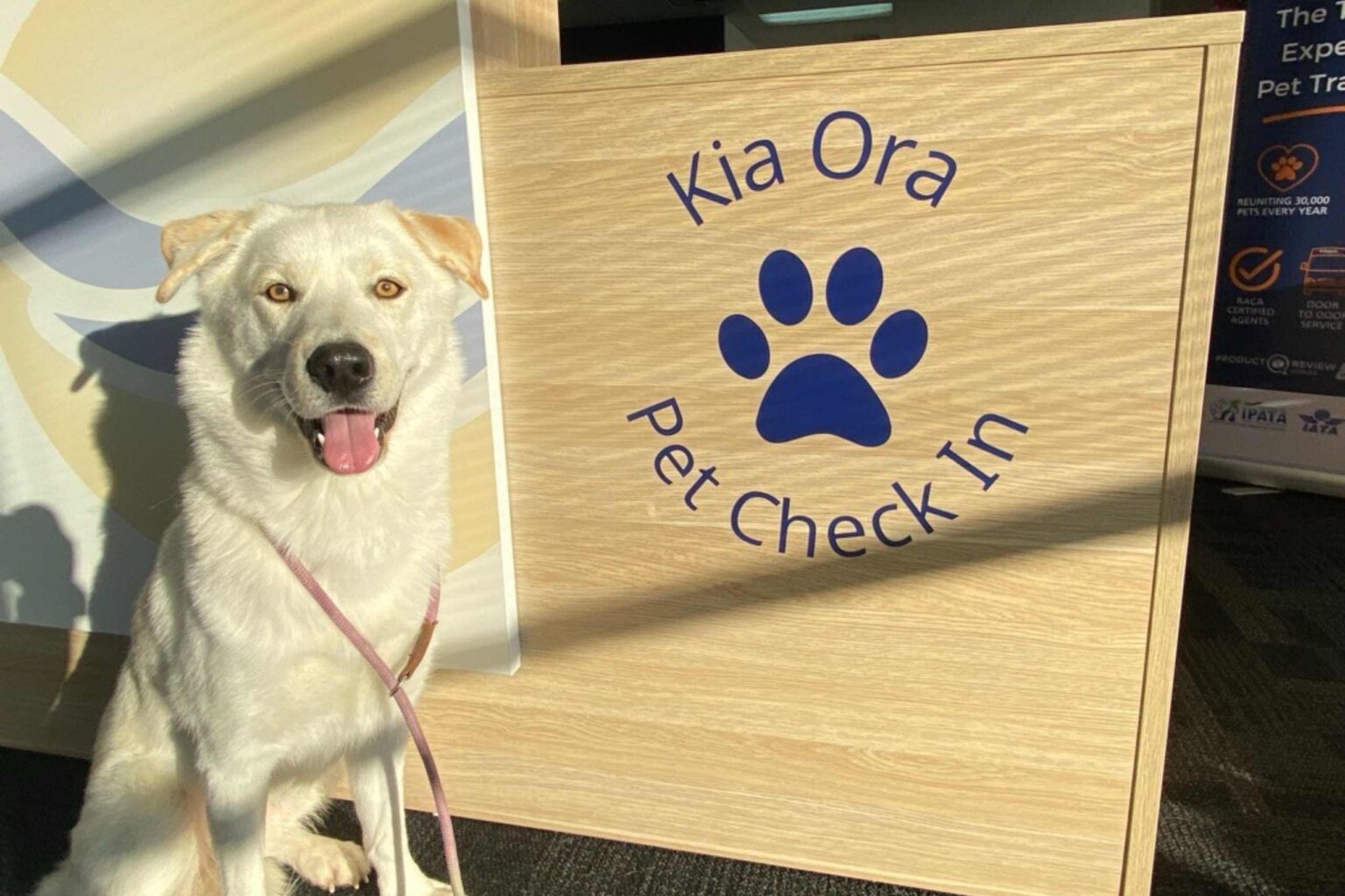 Pet Transport Auckland - Jetpets NZ